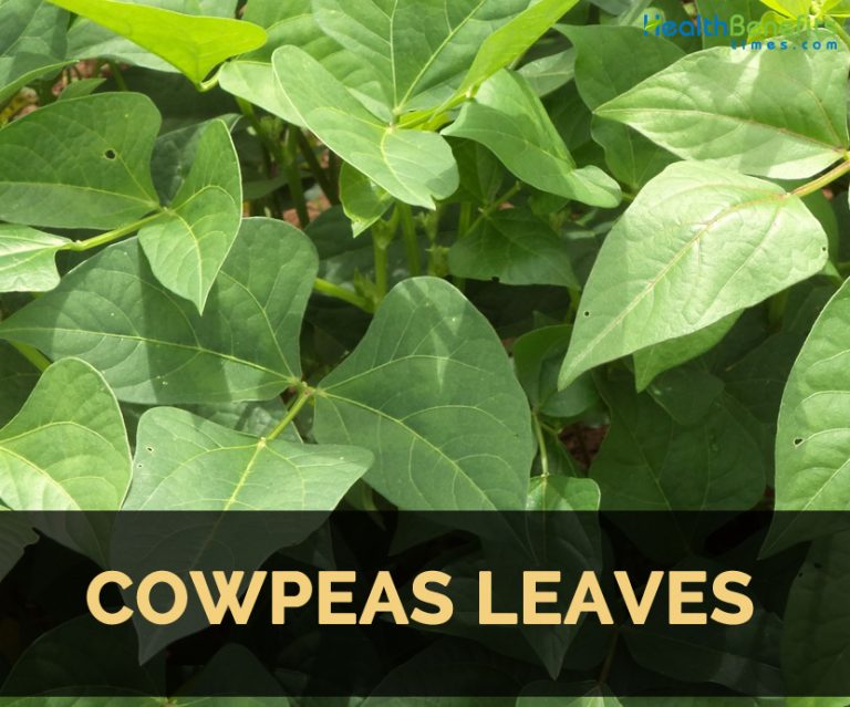 Cowpeas leafy tips nutrition and benefits - Health Benefits