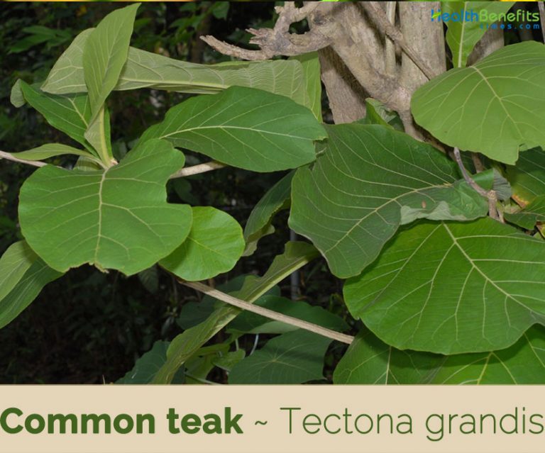 Health benefits of Common teak - Health Benefits