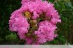 Crepe myrtle facts and health benefits