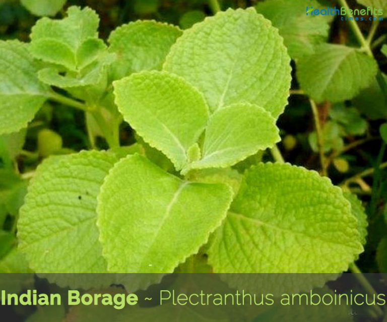 Health benefits of Indian Borage - Health Benefits