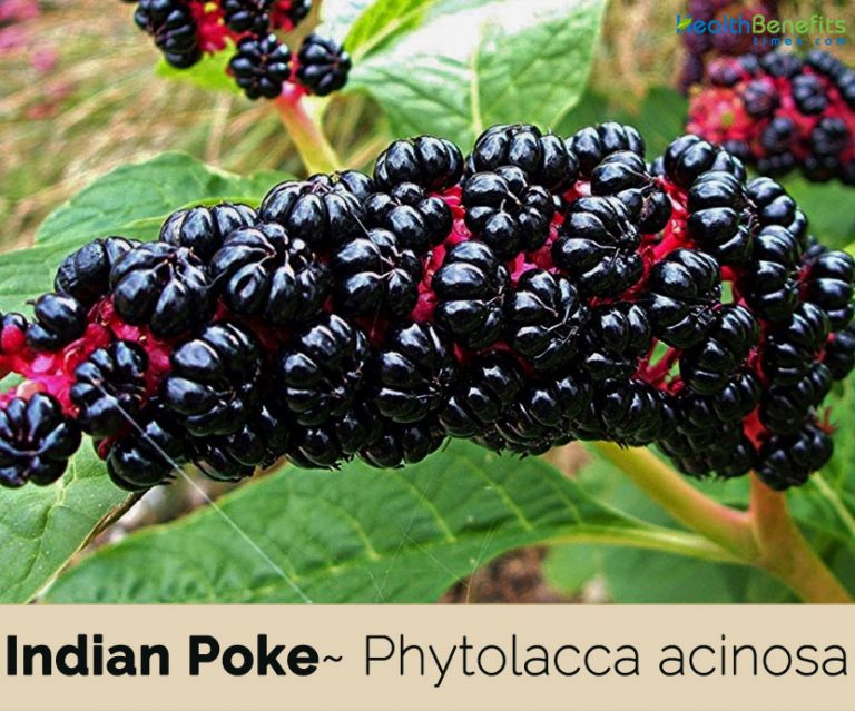 Health benefits of Indian Poke - Health Benefits