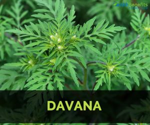 Health Benefits of Davana - Health Benefits