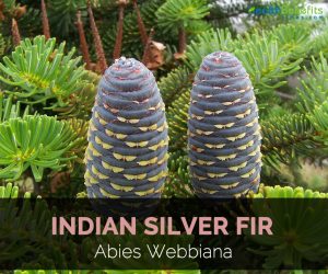 Health Benefits of Indian Silver Fir - Health Benefits