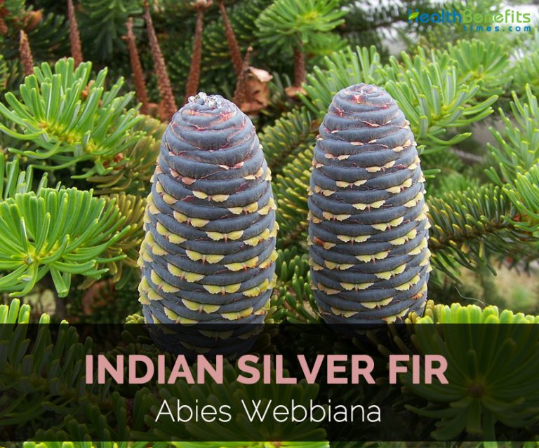 Health Benefits of Indian Silver Fir - Health Benefits