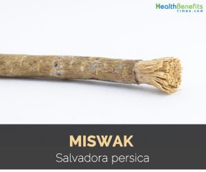 Benefits and uses of Miswak - Health Benefits