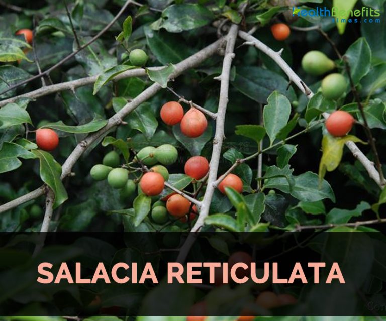 Health benefits of Salacia reticulate - Health Benefits