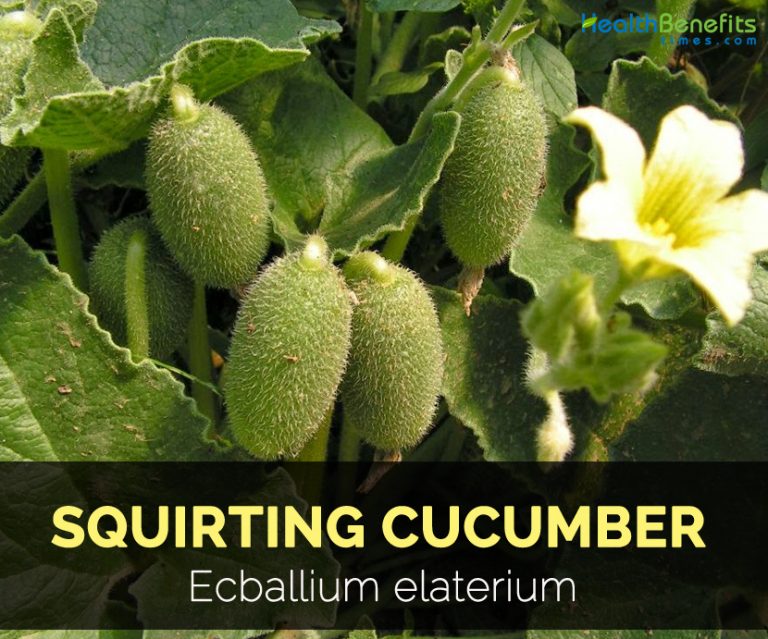 Squirting cucumber - Health Benefits
