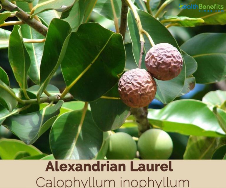 Facts about Alexandrian Laurel - Health Benefits