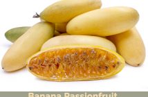 Rambutan Facts, Health Benefits and Nutritional Value