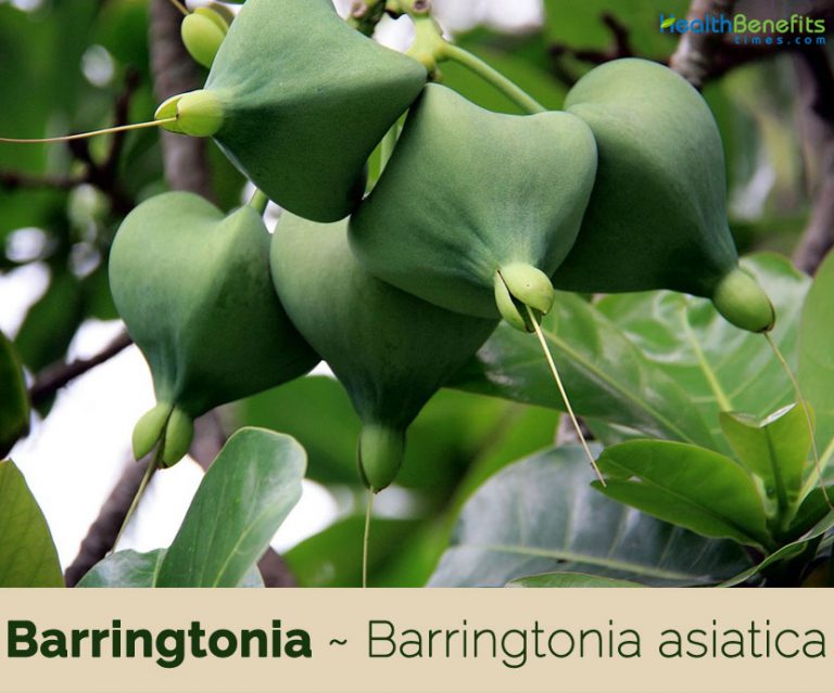 Facts about Barringtonia - Health Benefits