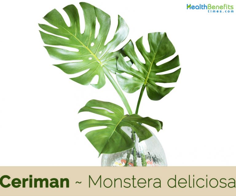 Facts about Ceriman - Health Benefits