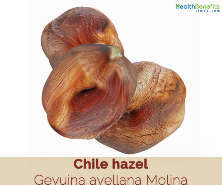 Facts about Chile hazel - Health Benefits