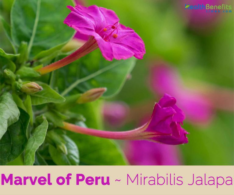 Facts and benefits of Marvel of Peru - Health Benefits