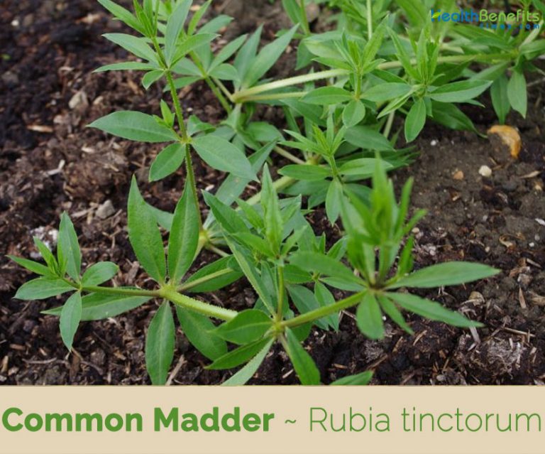Health benefits of Common Madder - Health Benefits