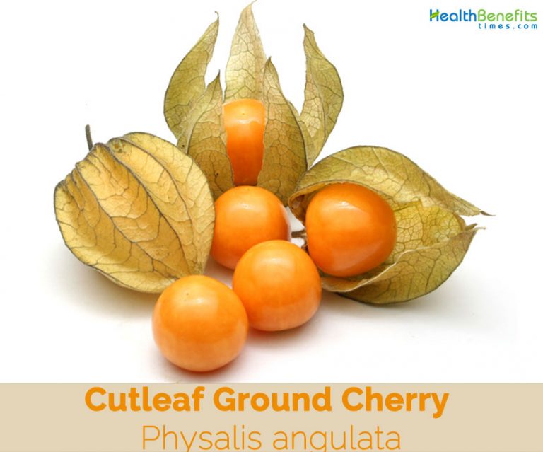 Health benefits of Cut Leaf Ground Cherry - Health Benefits