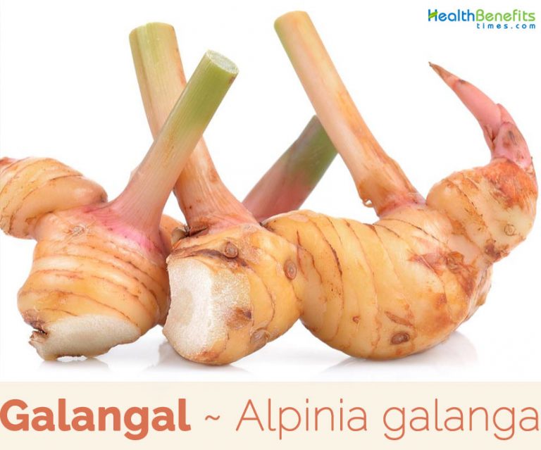 Health benefits of Galangal - Health Benefits