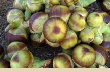 Rambutan Facts, Health Benefits and Nutritional Value