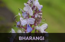 12 Top health benefits of Banana flower | HB times