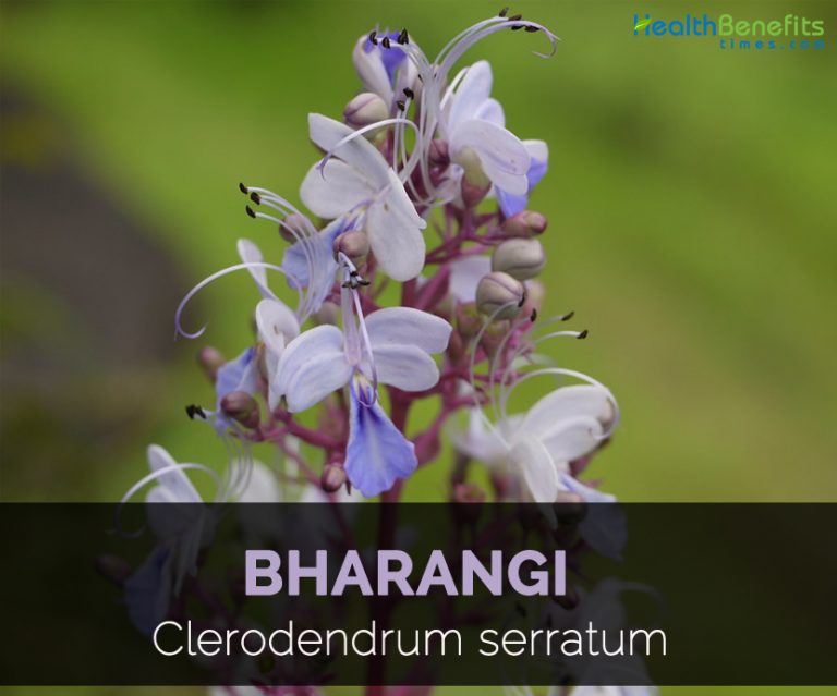 Health Benefits of Clerodendrum serratum (Bharangi) - Health Benefits