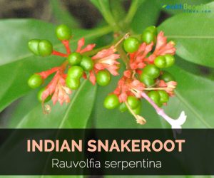 Health Benefits of Indian snakeroot - Health Benefits