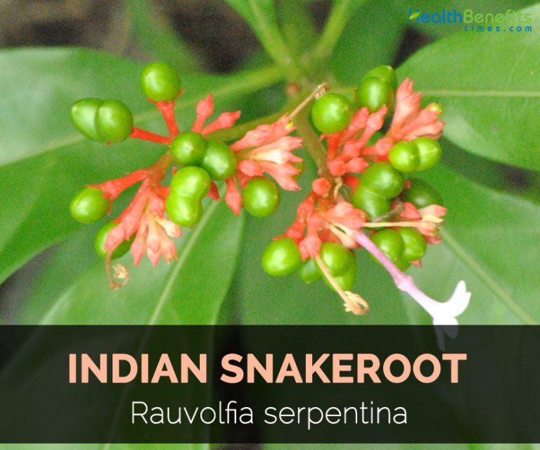 Health Benefits of Indian snakeroot - Health Benefits
