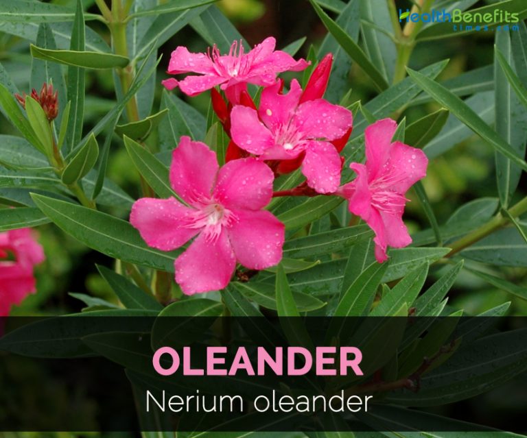 Health Benefits of Oleander - Health Benefits
