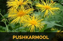 7 Top health benefits of Pointed gourd/parwal | HB times