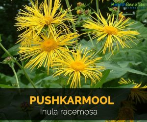 Health Benefits of Pushkarmool (Inula racemosa) - Health Benefits