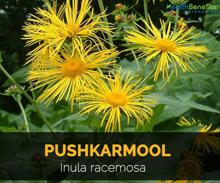 Health Benefits of Pushkarmool (Inula racemosa) - Health Benefits