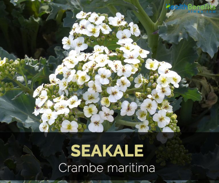 Health benefits of Seakale - Health Benefits