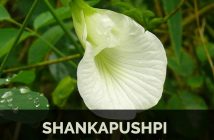 Stinging Nettle facts and health benefits