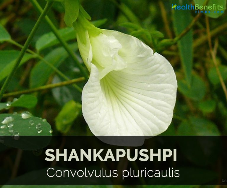 Health Benefits of Shankapushpi - Health Benefits