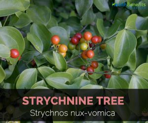 Health Benefits of Strychnine tree - Health Benefits