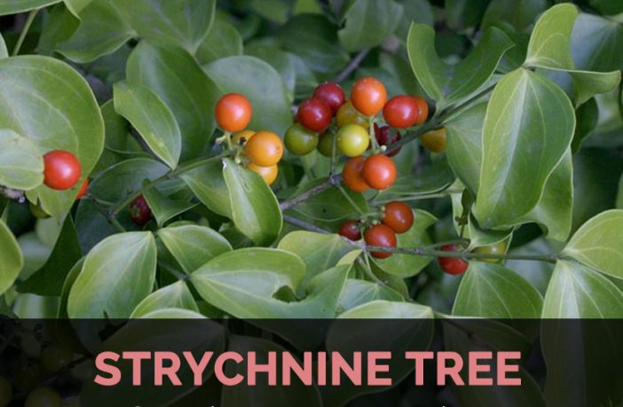 Strychnine Tree