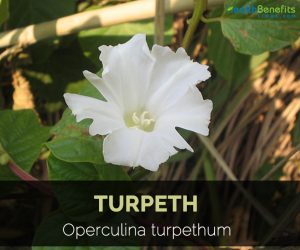 Health Benefits of Operculina turpethum (Turpeth) - Health Benefits