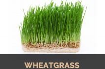 Whiting fish Facts, Health Benefits and Nutritional Value