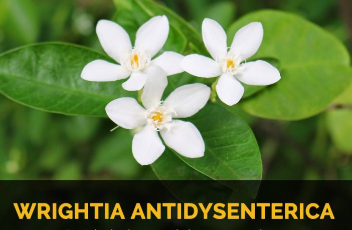 White Angel Plant Care - Occasions Of Joy White Angel Flower : Angel's ...