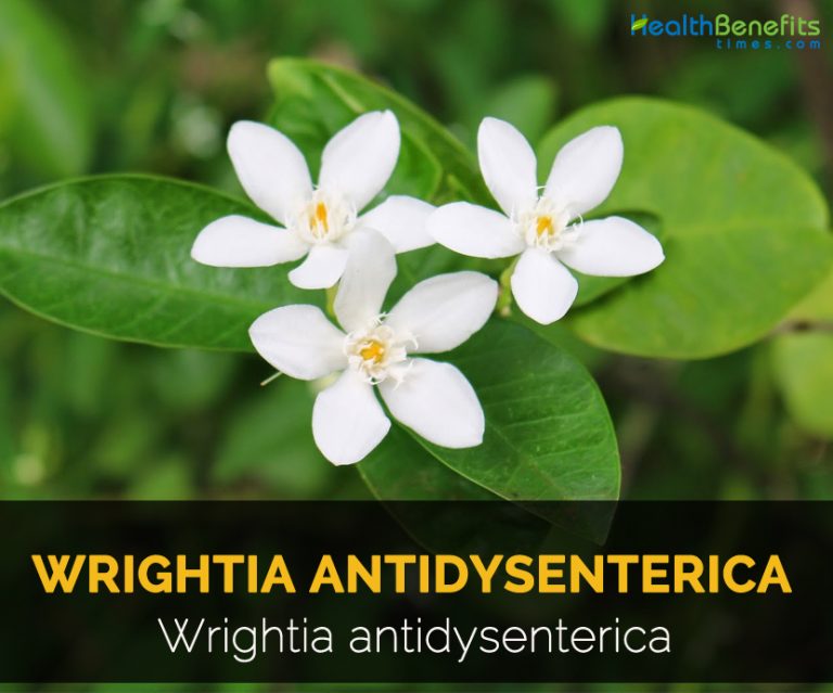 Health Benefits of Wrightia Antidysenterica - Health Benefits