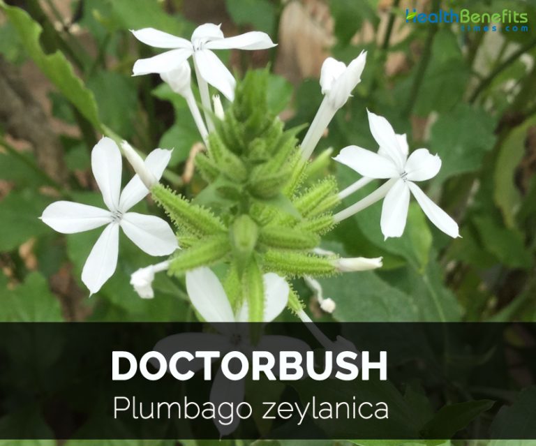 Health Benefits of Doctorbush (Plumbago zeylanica) - Health Benefits