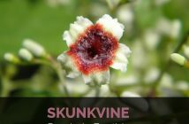 19 Top health benefits of Alum| HB times