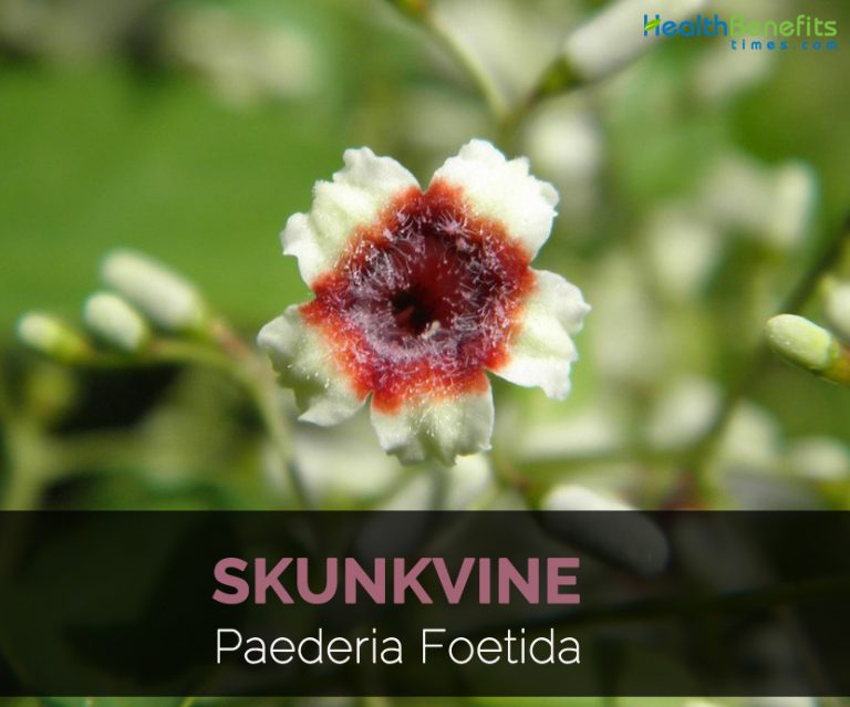 Health Benefits of Skunkvine (Paederia Foetida) - Health Benefits