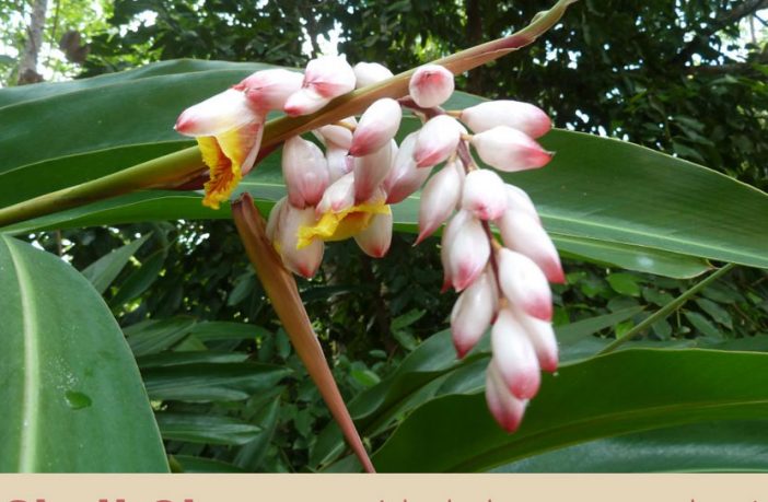 Variegated Ginger Is Edible