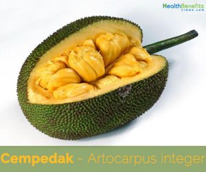 Health benefits of Cempedak fruit - Health Benefits