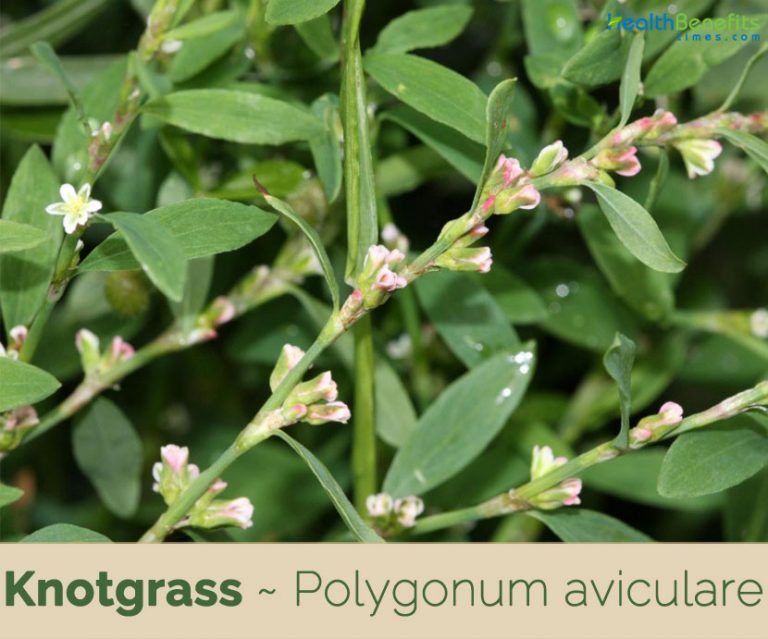 Health benefits of Knotgrass - Health Benefits