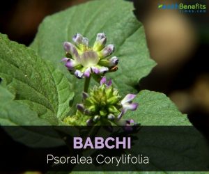 Health Benefits of Babchi (Psoralea Corylifolia) - Health Benefits