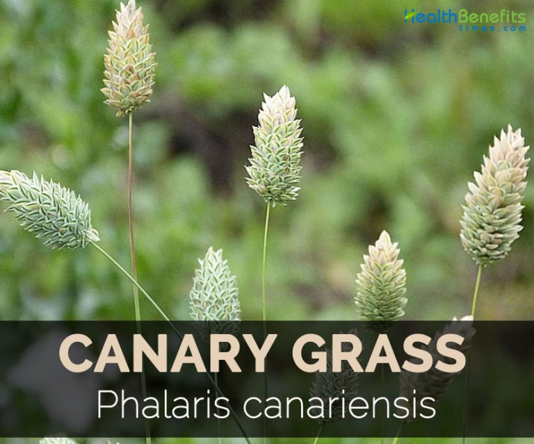 Canary grass-Phalaris canariensis - Health Benefits
