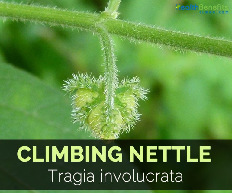 Climbing Nettle facts and benefits - Health Benefits