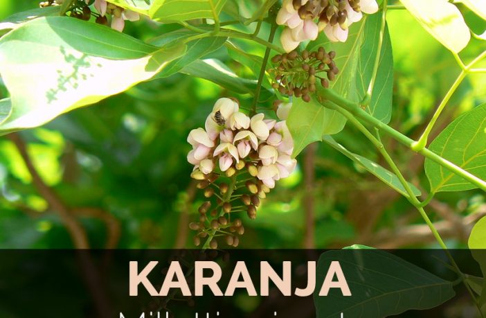 Kola nut Facts and Health Benefits