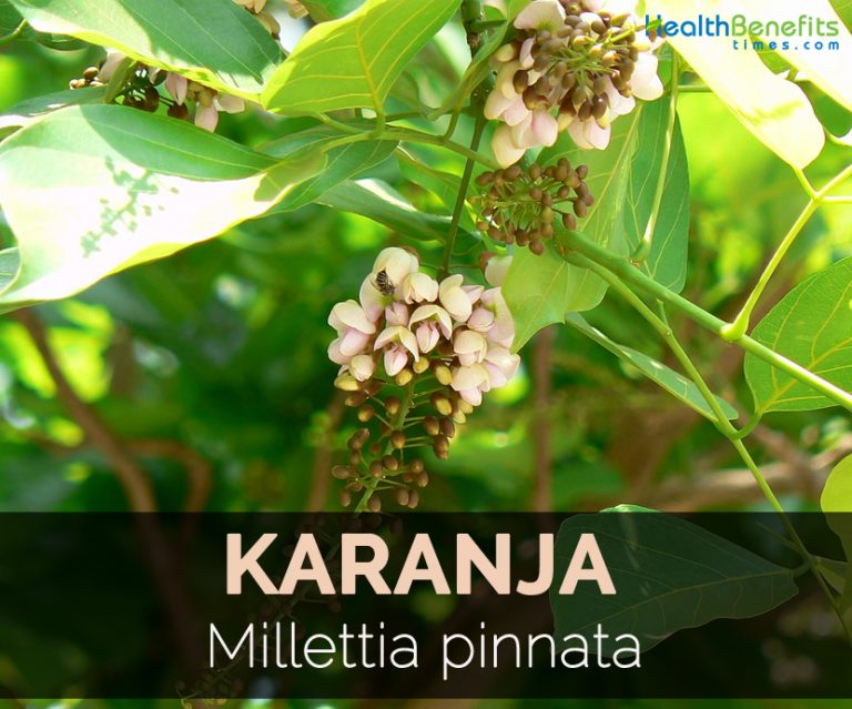 Facts about Karanja - Health Benefits