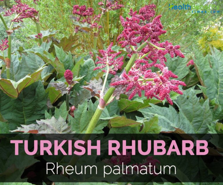 Know about Turkish rhubarb - Health Benefits
